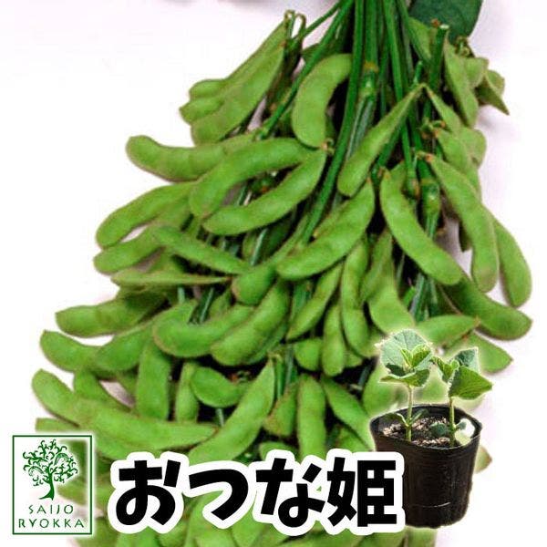 家庭菜園初心者向けおすすめ野菜16品。育てやすい野菜/プランターOKなどをジャンル別にご紹介 | TrustCellar[トラストセラー]