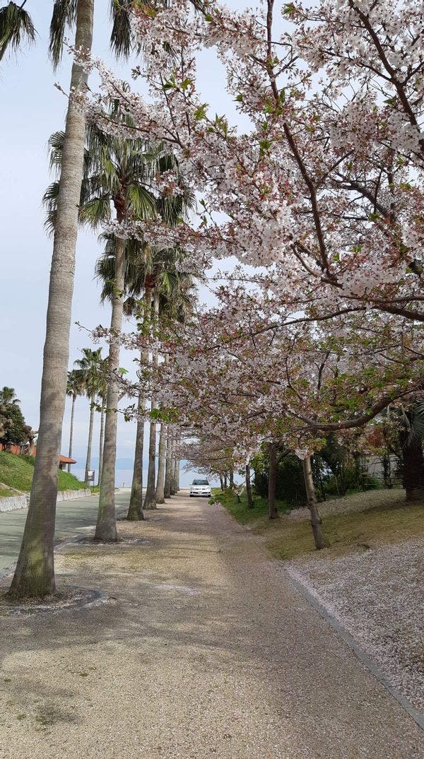 青汁のおすすめランキング27選！【2024年口コミ人気順】飲みやすさ重視で選ぶのが効果実感のポイント！ | TrustCellar[トラストセラー]